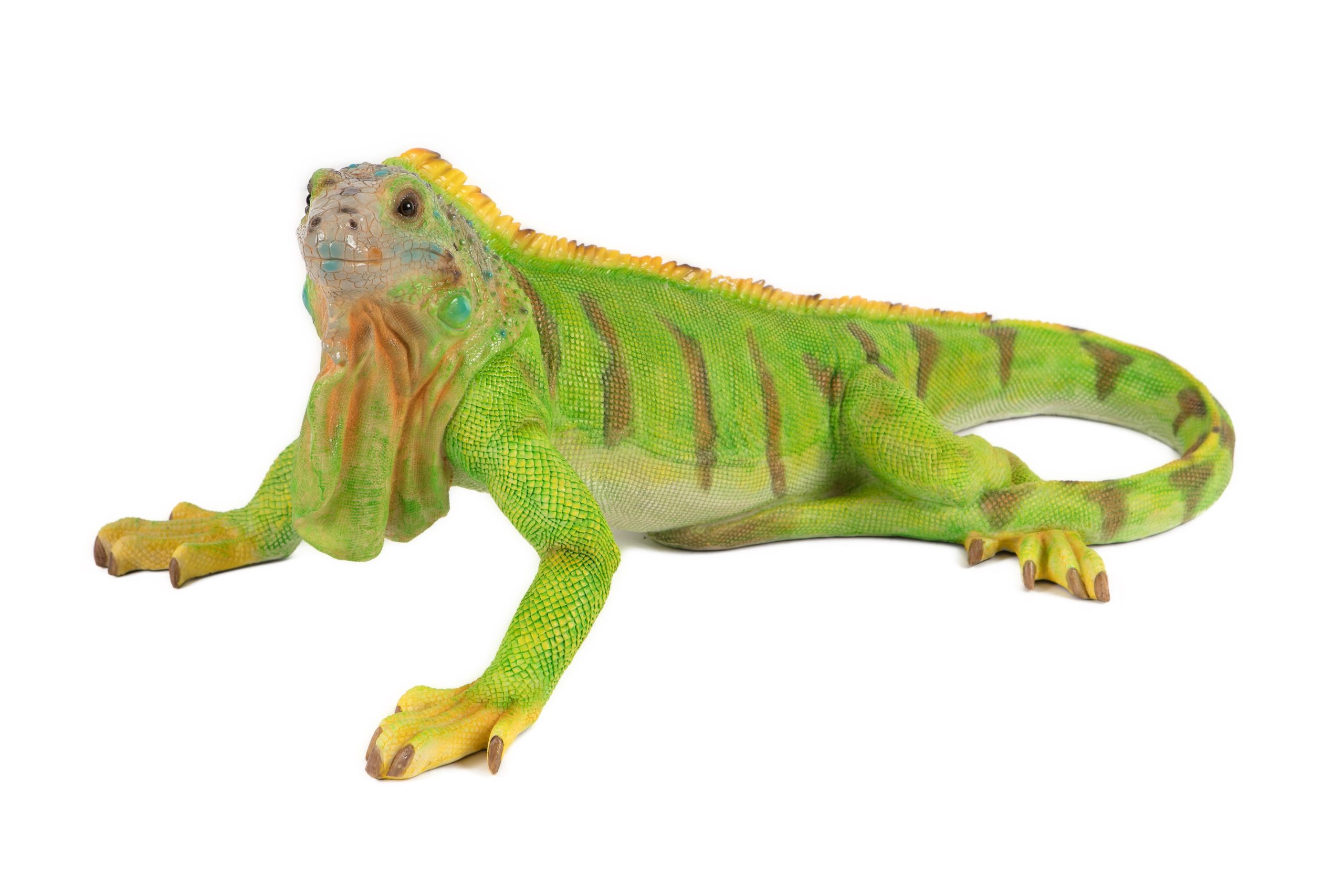 Frilled Lizard - Hamac Trading