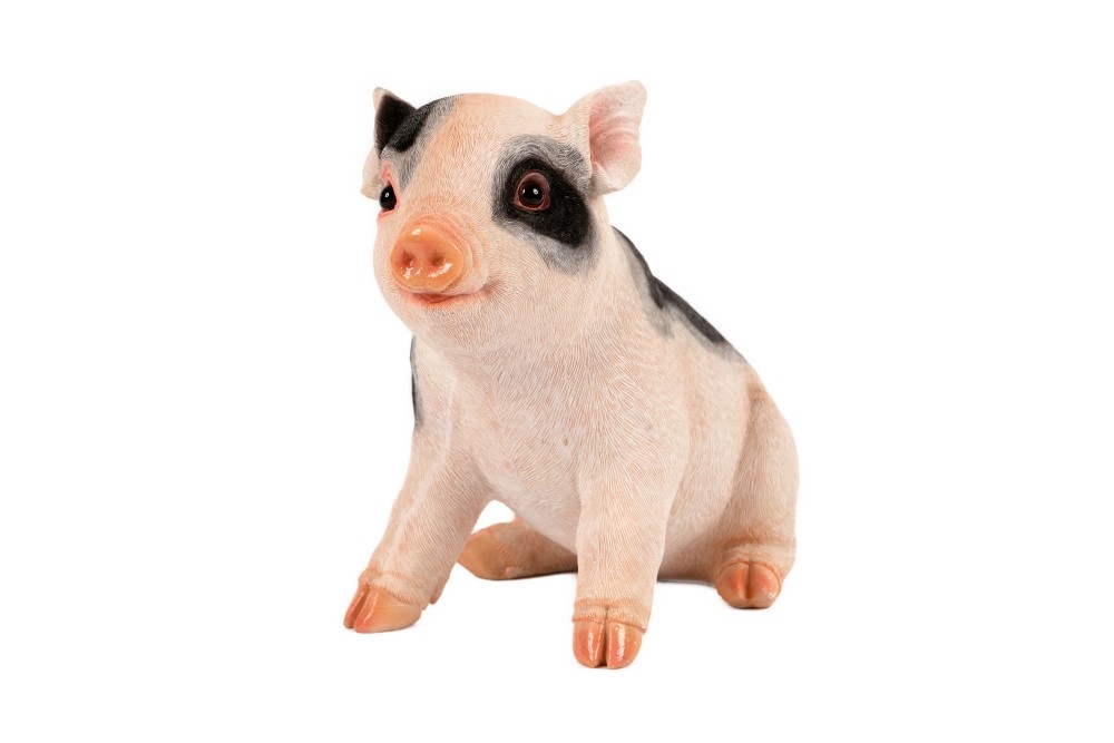 Sitting Piglet – Saddleback Piglet in Upright Pose
