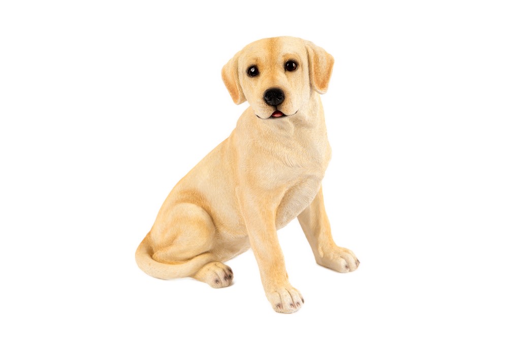 Sitting Golden Labrador – Dog with Turned Head