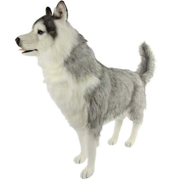 (A) Siberian Husky Grey 115cmL - Hamac Trading
