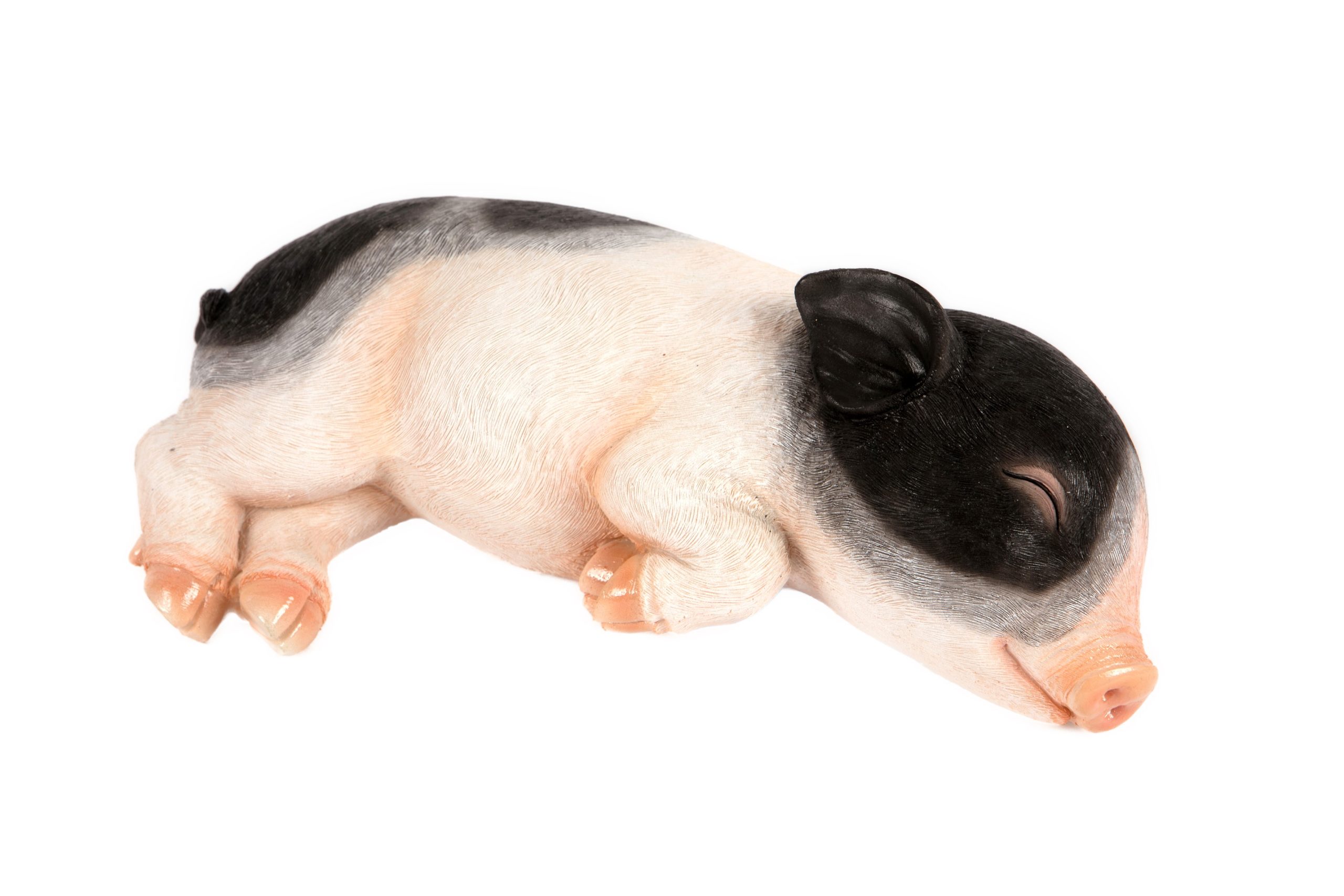 Sleeping Saddleback Piglet – Lying Piglet with Tucked Hooves