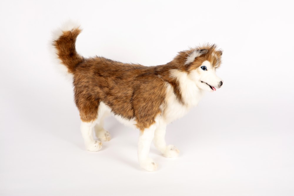 Siberian Husky 40cmL - Hamac Trading