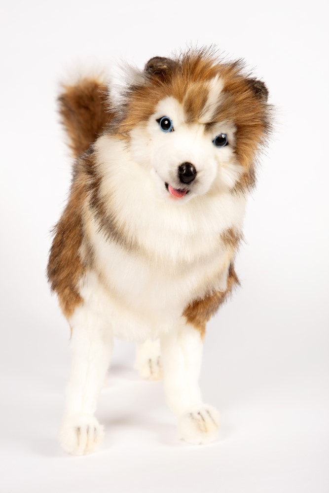 Siberian Husky 40cmL - Hamac Trading