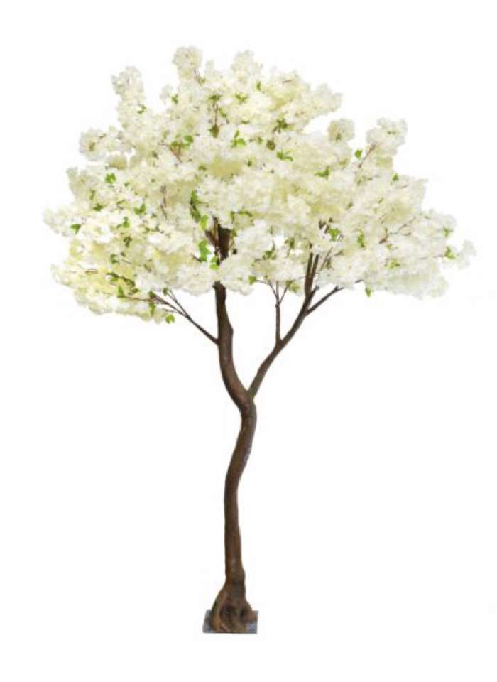 Cherry-Apple Tree - Hamac Trading