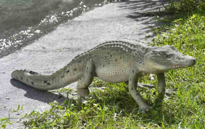 Walking Crocodile - Hamac Trading