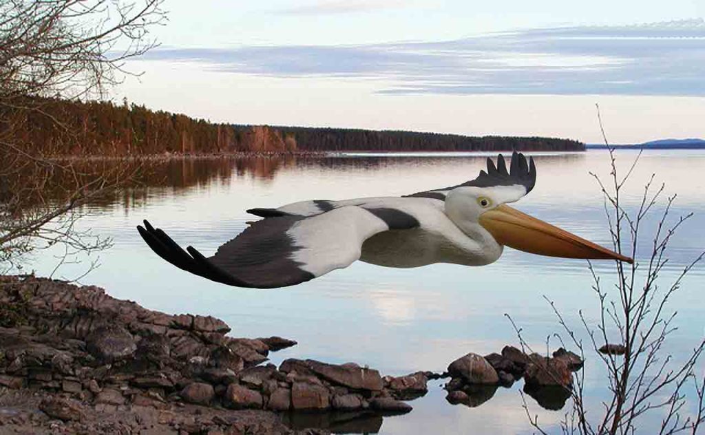 Flying Pelican - Hamac Trading