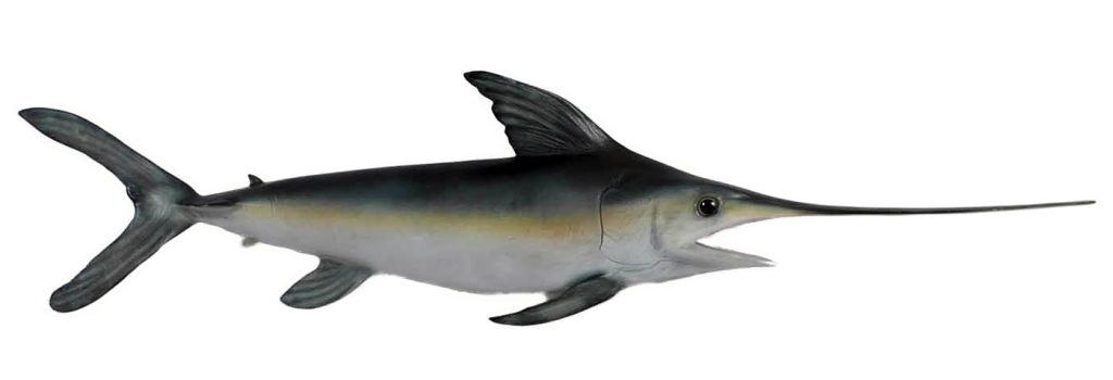 Broadbill Swordfish - Hamac Trading