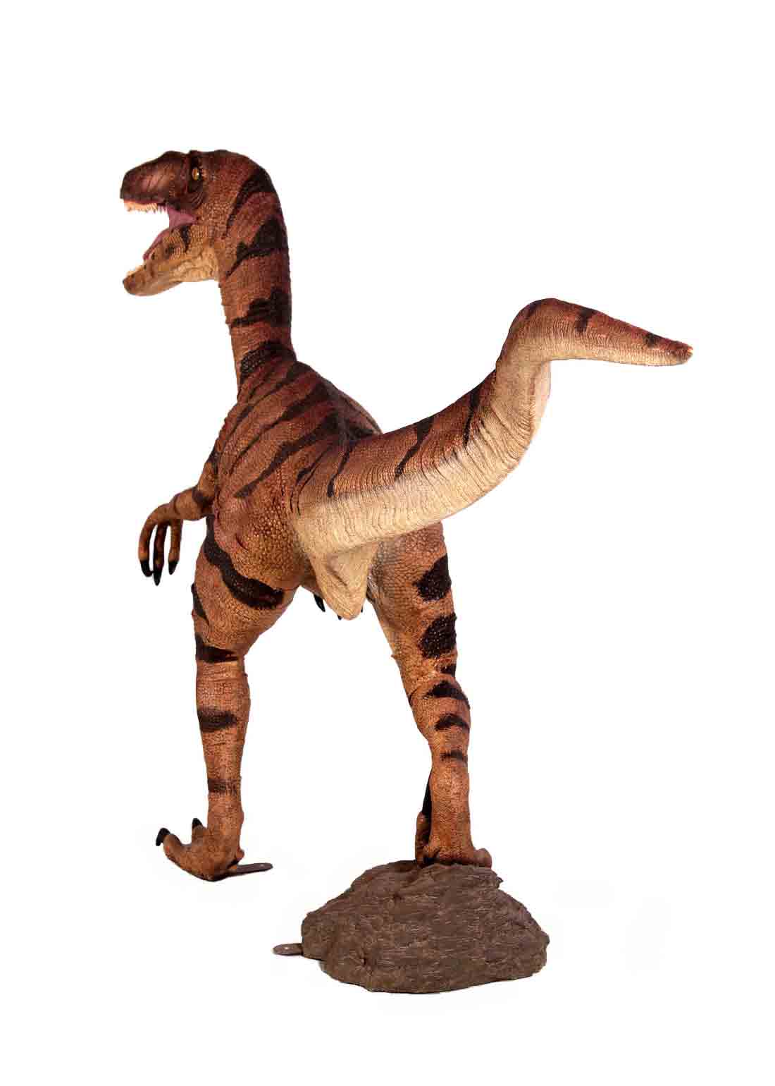 Life Size Fibreglass Resin Velociraptor Model - Hamac Trading ...