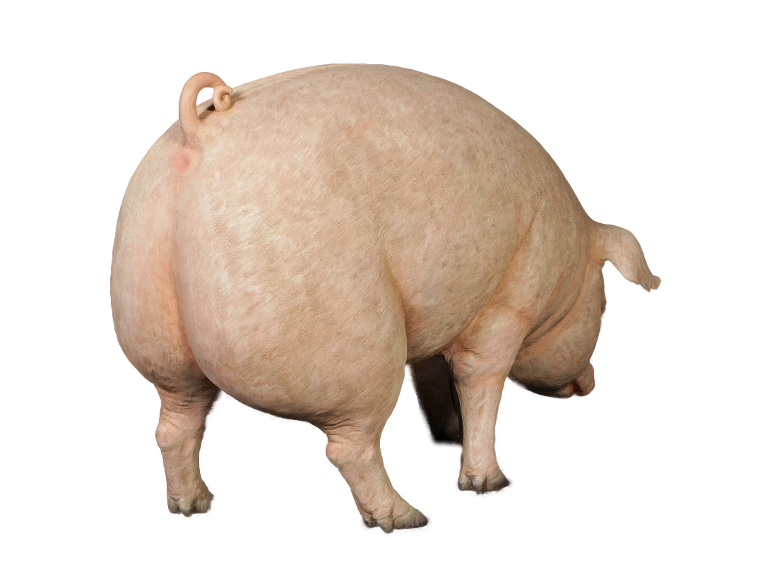 Life Size Fibreglass Resin Fat Pig Model - Hamac Trading | Formerly ...