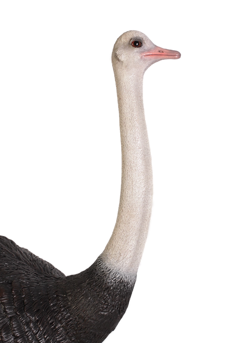 Ostrich - Hamac Trading
