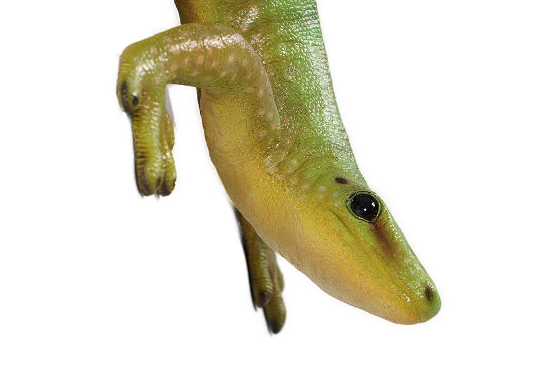 Small Gecko - Hamac Trading