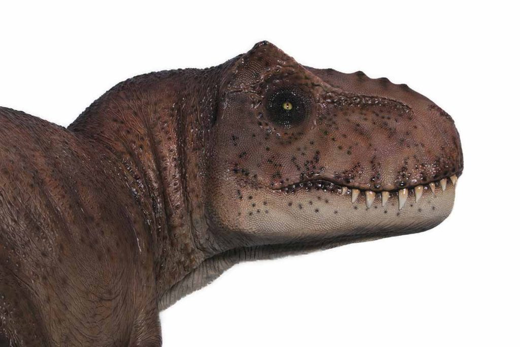 T-Rex - Hamac Trading