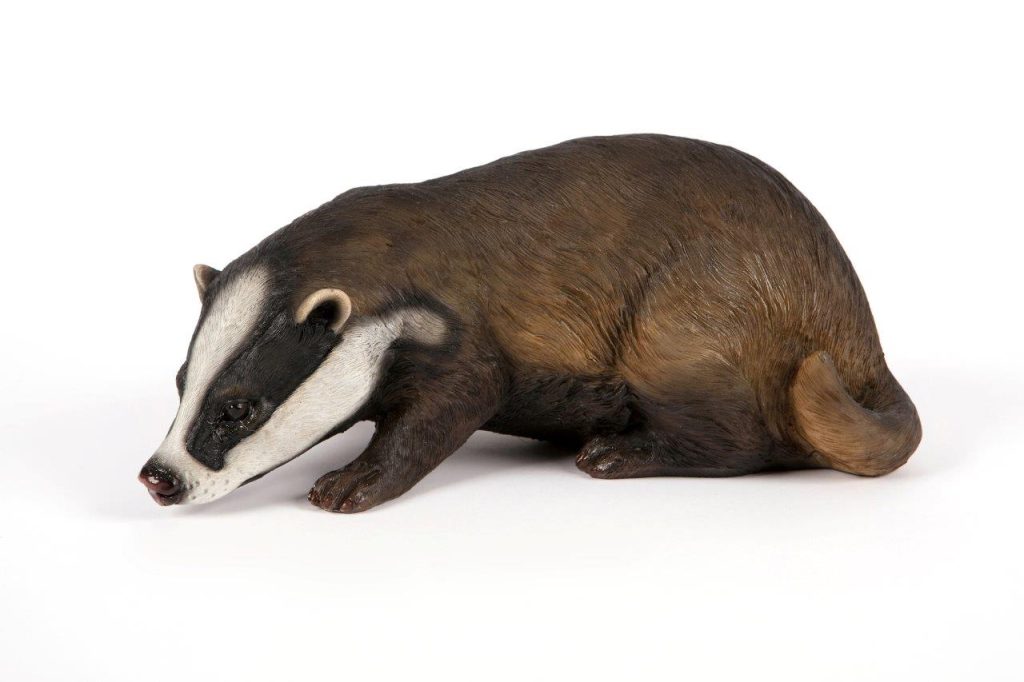 Baby Badger Drinking – Low-Posture Badger at Water’s Edge